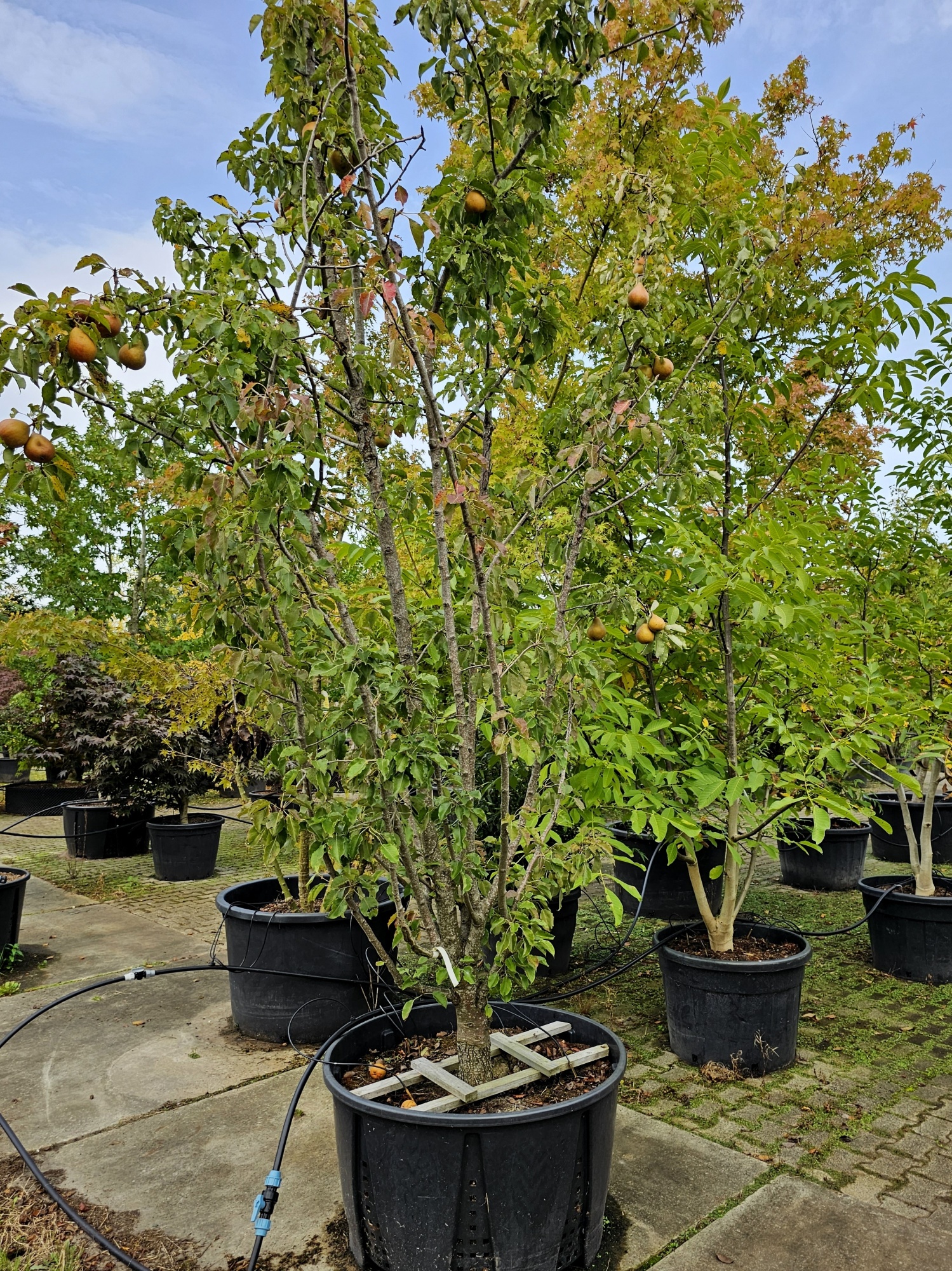 Pyrus c. 'Gieser Wildeman' is een sterk ras stoofpeer