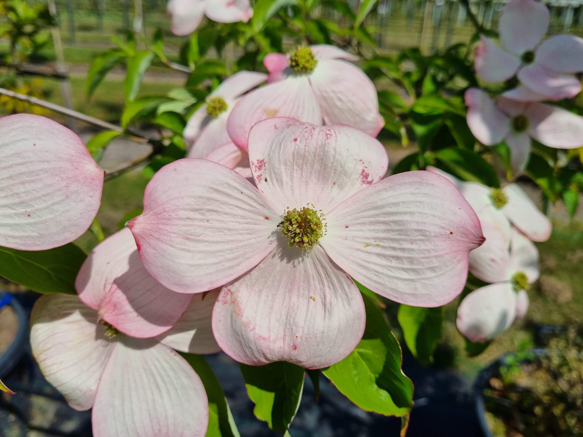 De Cornus kousa 'Stellar Pink' kopen? Ten Hoven Bomen
