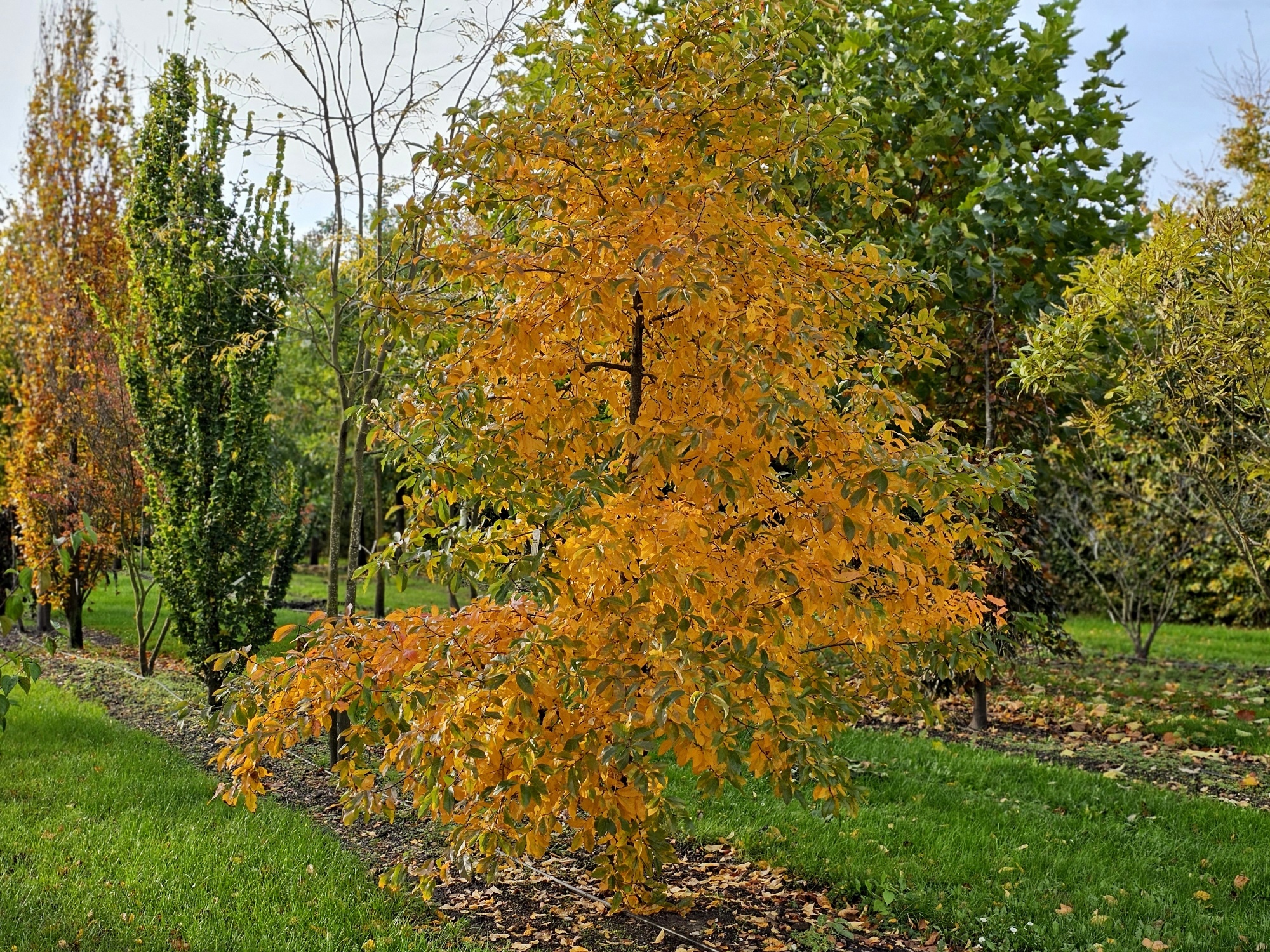 Zwarte tupeloboom, Nyssa sylvatica 'Autumn Cascades' kopen