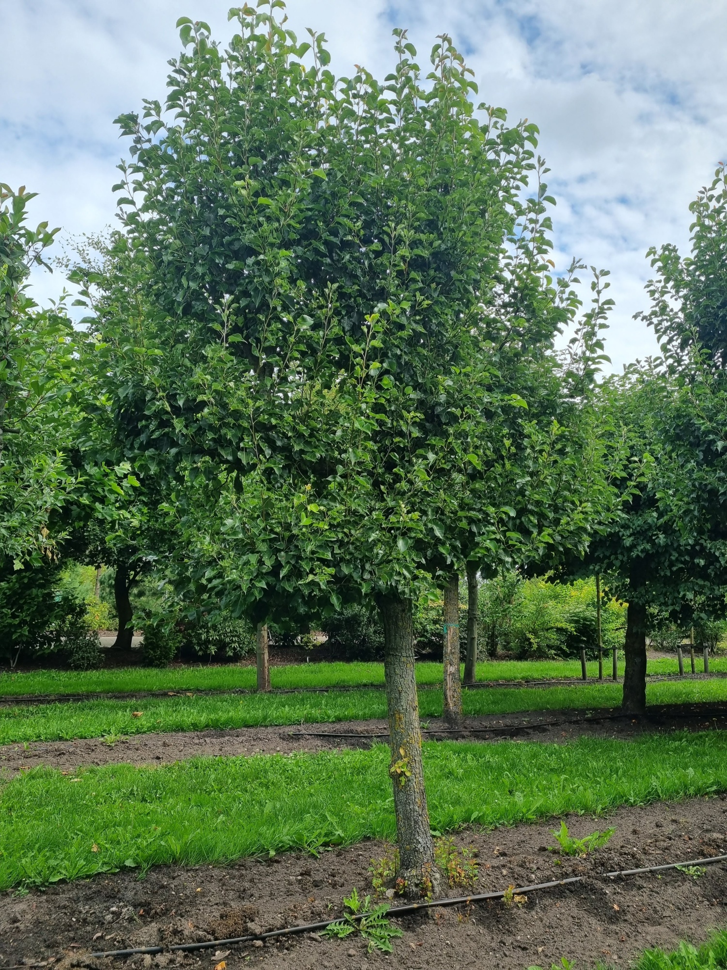 Leipeer, sierpeer, Pyrus calleryana 'Chanticleer' kopen