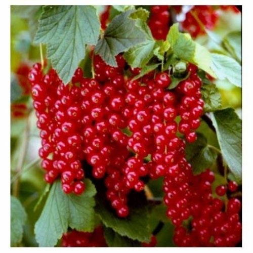 Rode bes 'Rovada', Ribes rubrum 'Rovada' kopen