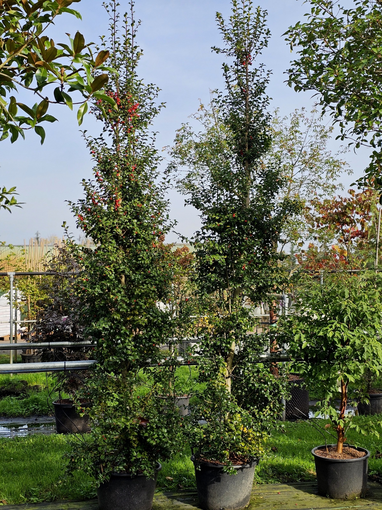 Hulst 'Dragon Lady', Ilex aquipernyi Dragon Lady kopen
