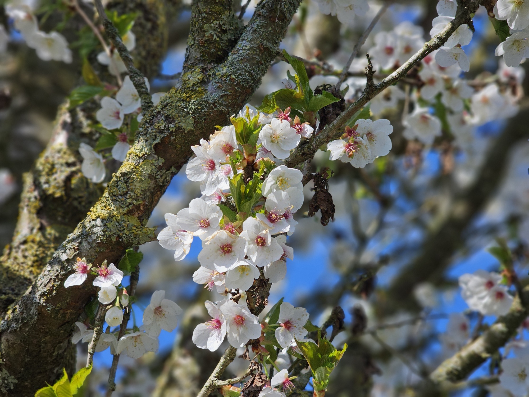 Chinese Kers, Prunus 'Umineko' kopen