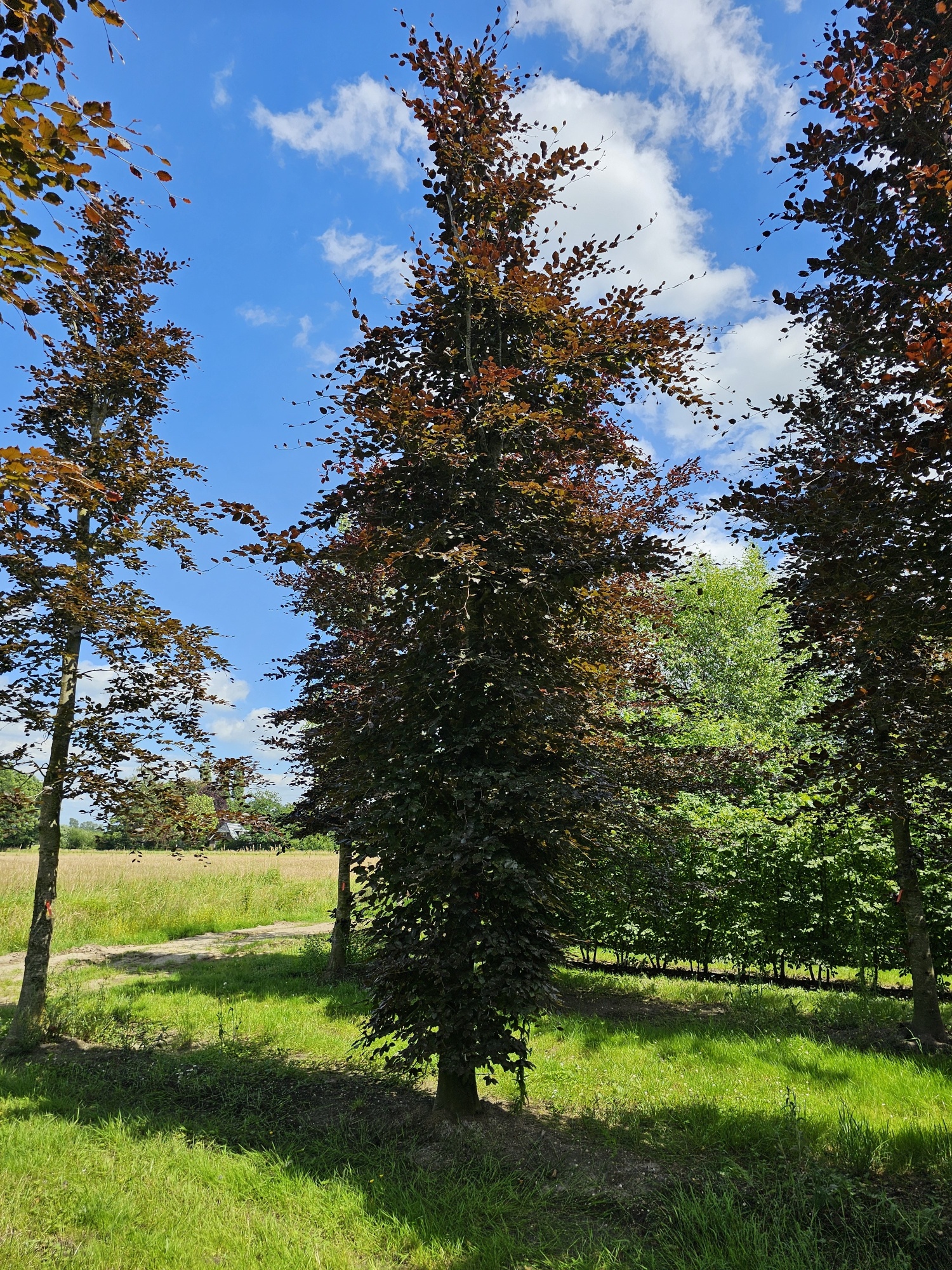 Grote Rode beuk kopen voor direct resultaat in de tuin?