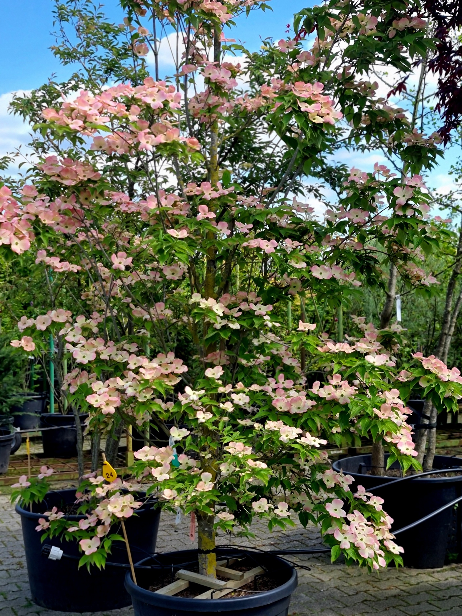 Kornoelje 'Stellar Pink', Cornus 'Stellar Pink' kopen