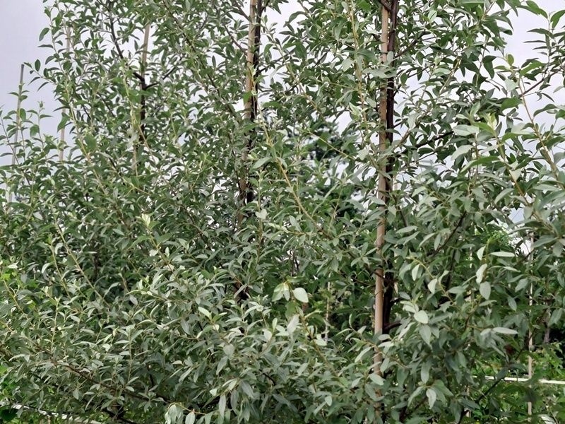 Olijfwilg, Elaeagnus commutata 'Zempin' kopen