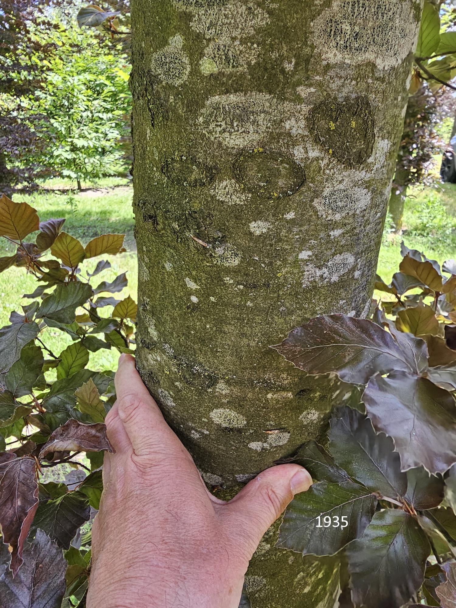 Grote volwassen rode beuk kopen? | Ten Hoven Bomen