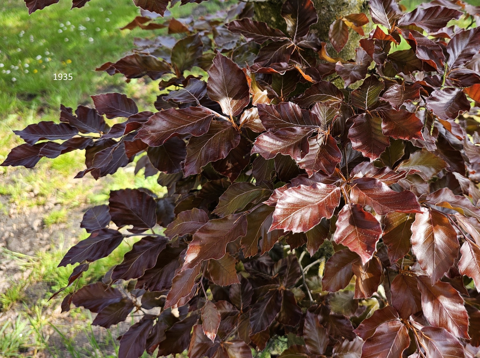 Grote volwassen rode beuk kopen? | Ten Hoven Bomen