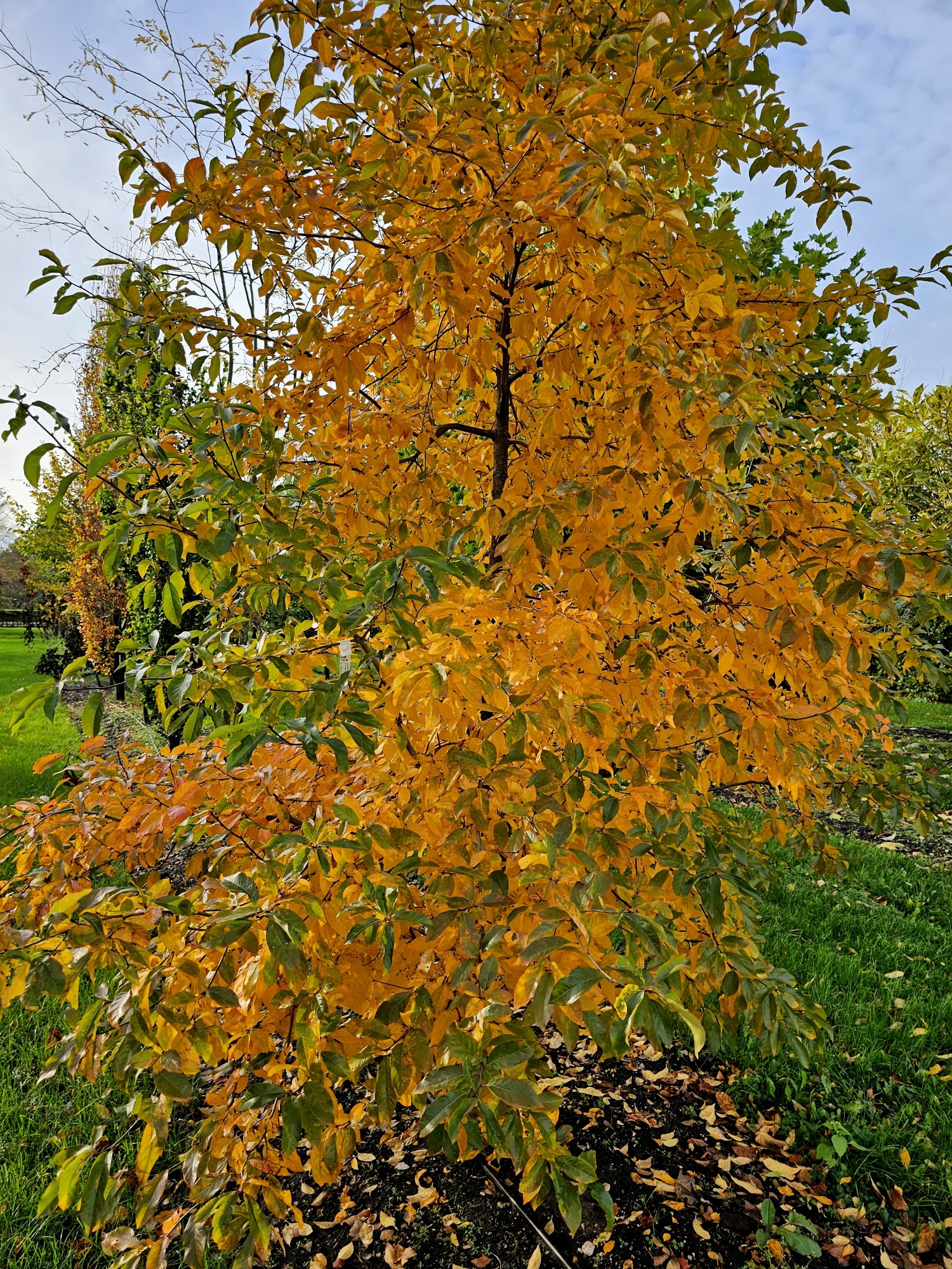 Zwarte tupeloboom, Nyssa sylvatica 'Autumn Cascades' kopen