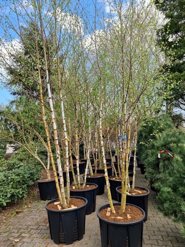 Ruwe Berk, Betula pendula kopen