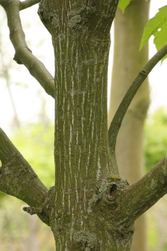 Chinese Esdoorn, Acer davidii kopen