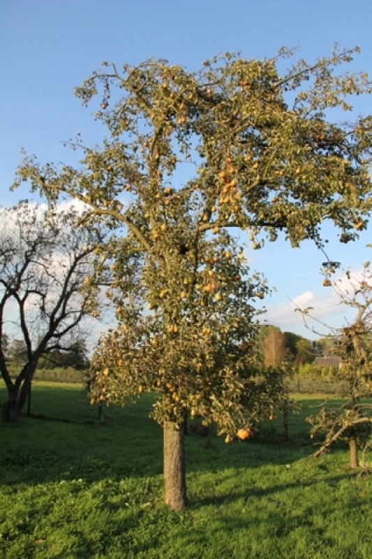 Stoofpeer 'Gieser Wildeman', Pyrus communis 'Gieser Wildeman' kopen
