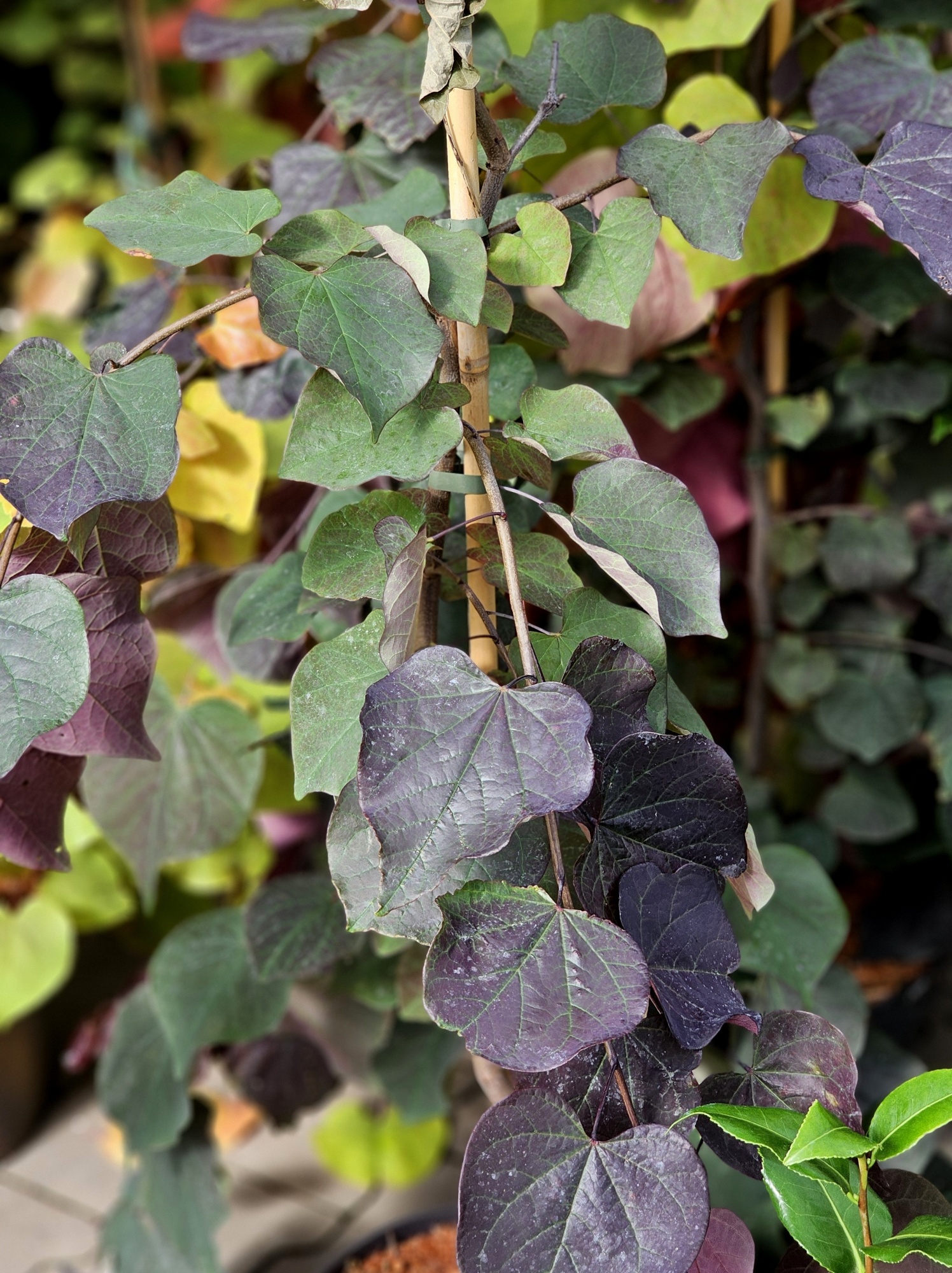 Amerikaanse Judasboom, Cercis canadensis 'Ruby Falls' kopen