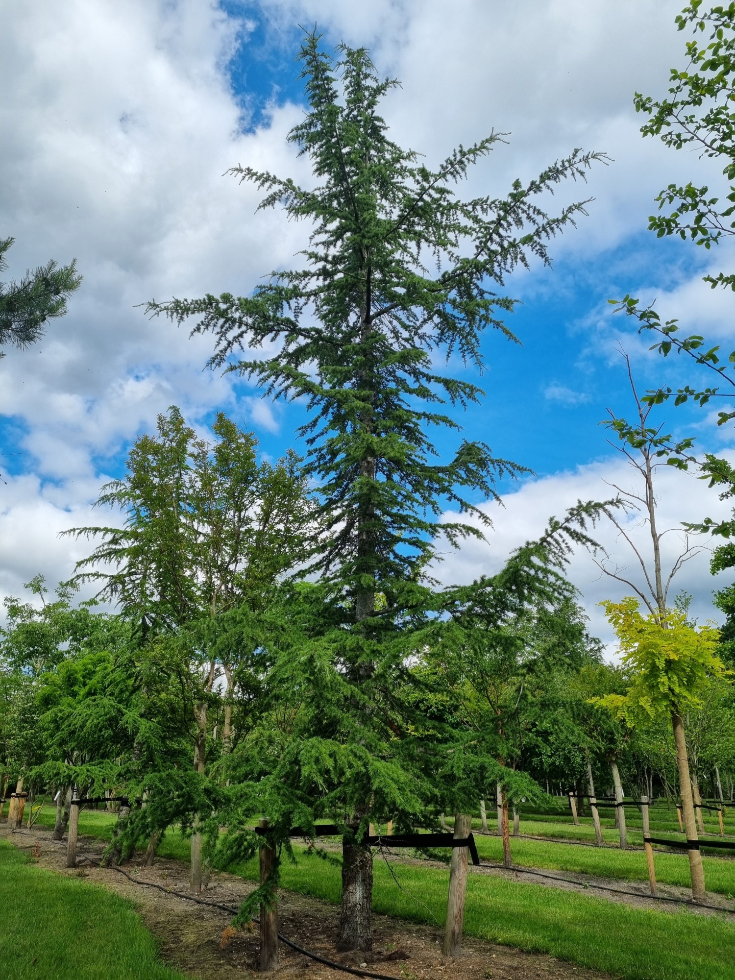 Libanonceder, Cedrus libani kopen