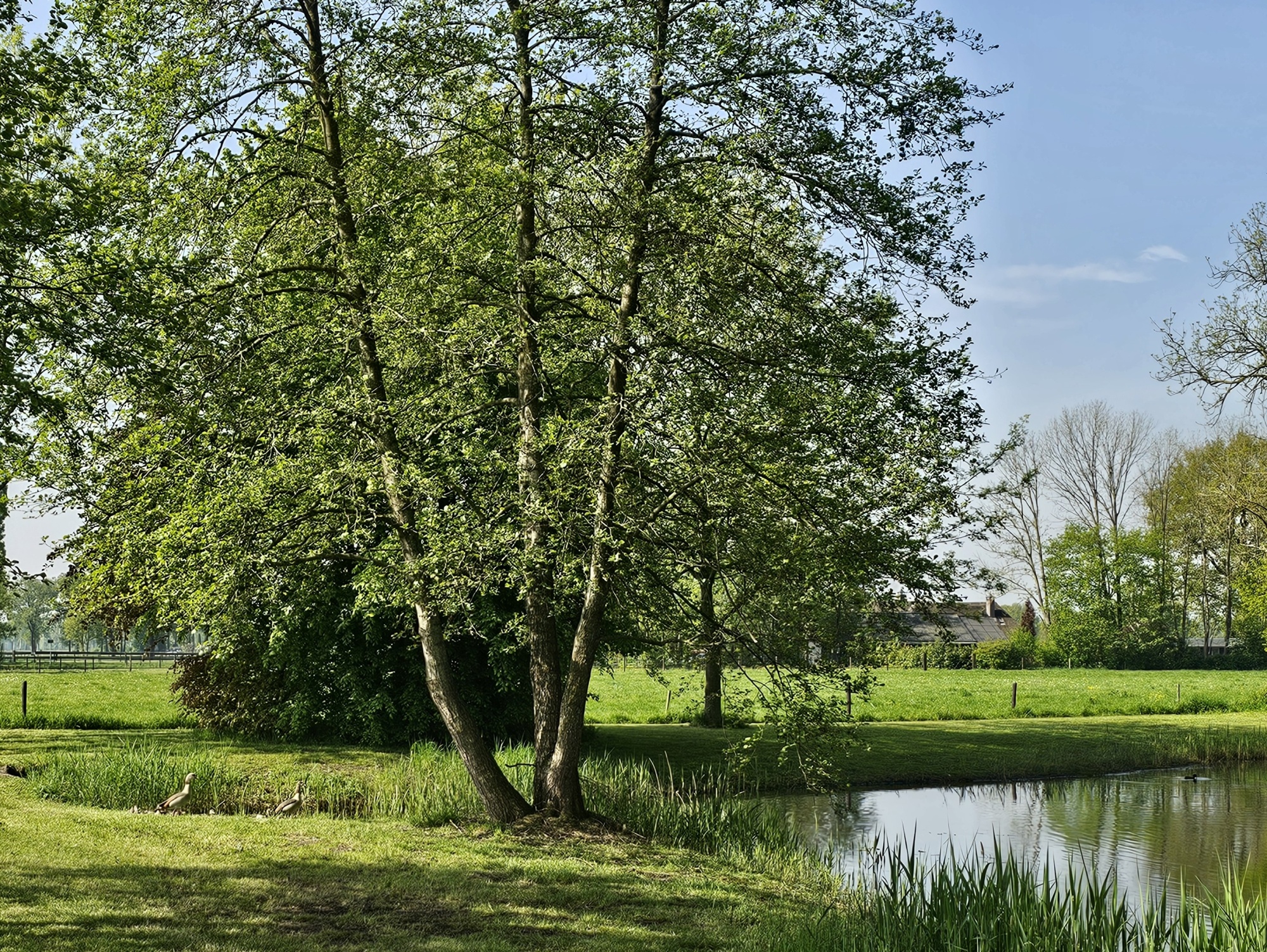 Zwarte Els, Alnus glutinosa kopen