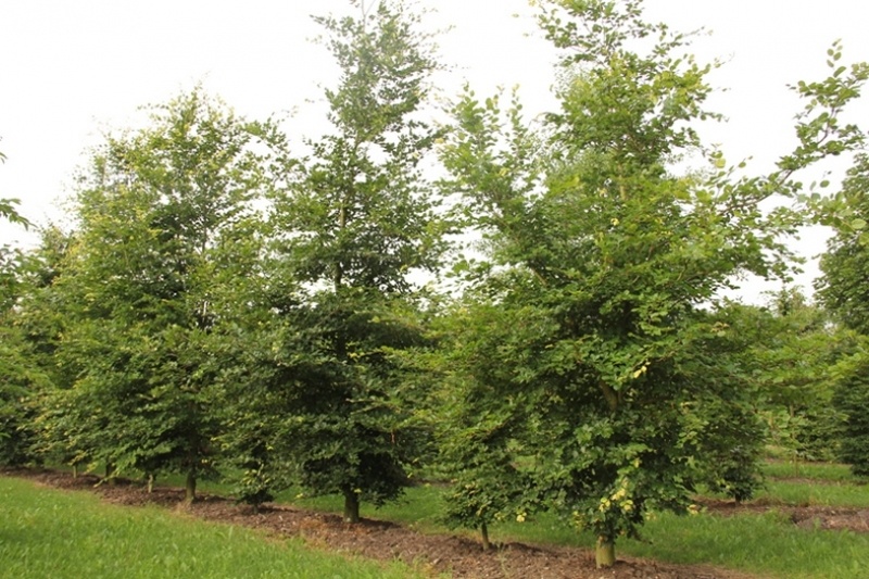 Gewone Beuk, Groene Beuk, Fagus sylvatica kopen