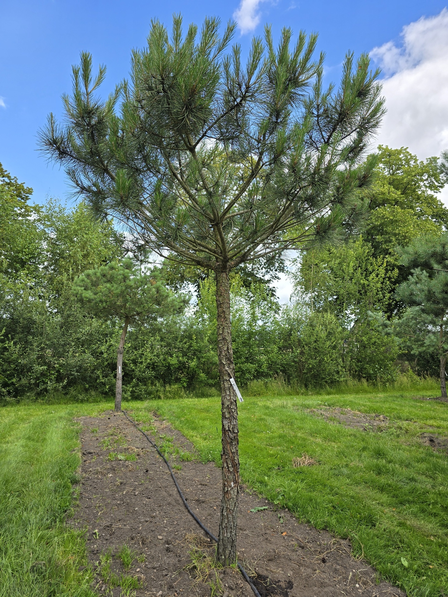 Parasolden, Pinus pinea kopen