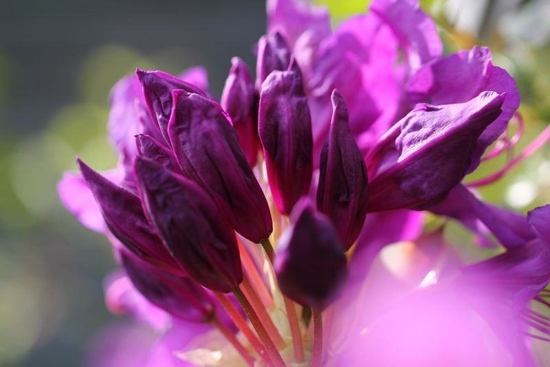 Rododendron 'Marcel Menard', Rhododendron 'Marcel Menard' kopen