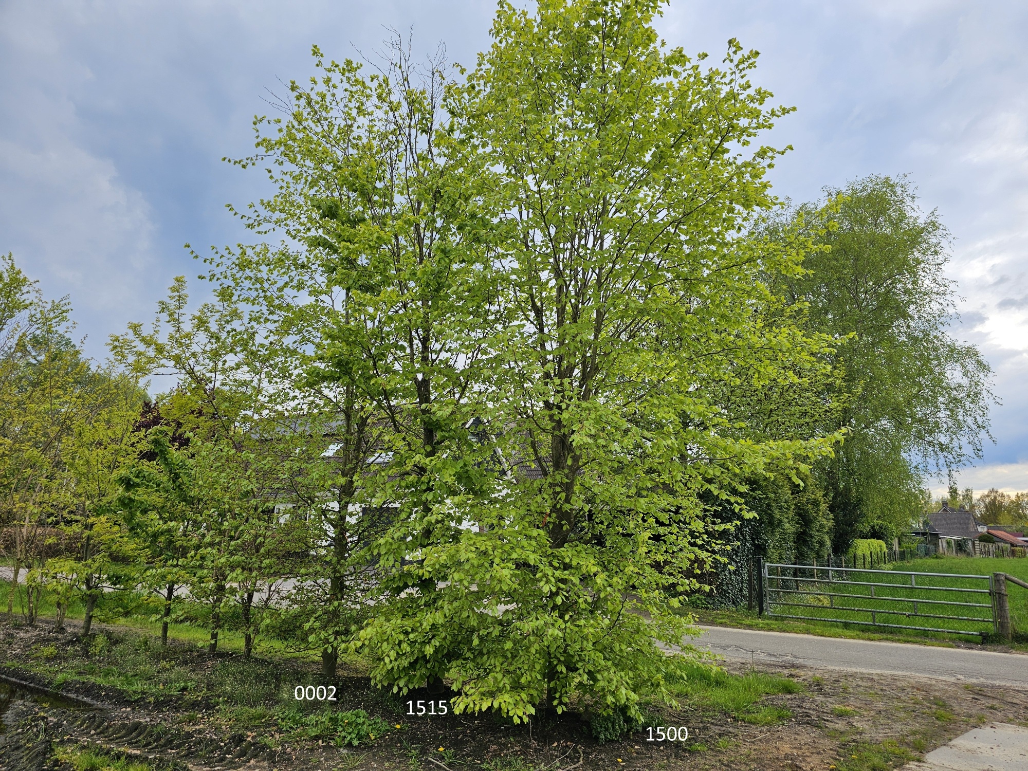 Een grote groene beuk als vogelstruik kopen? | Ten Hoven Bomen