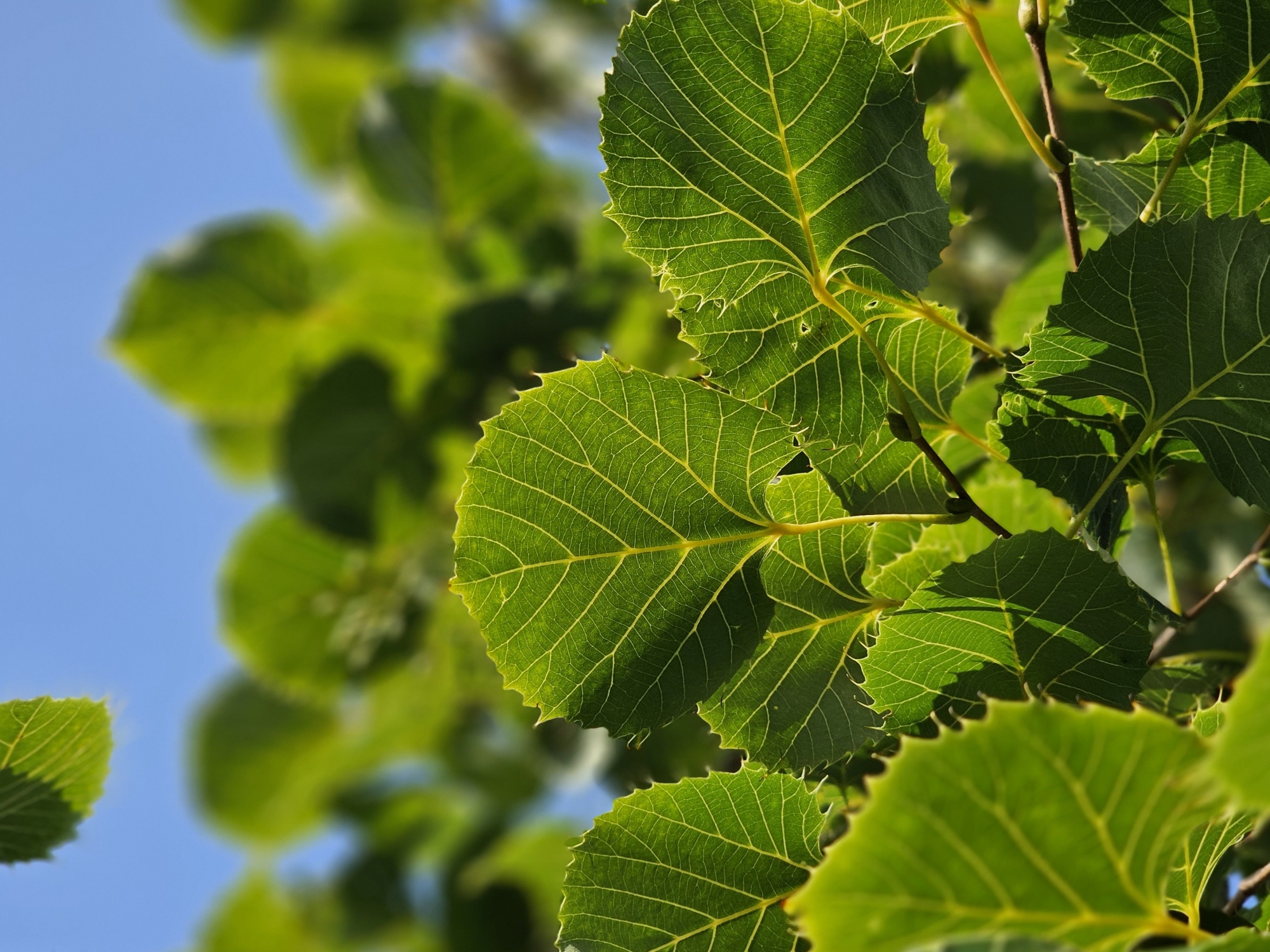 Een bijzondere Chinese linde met prachtig blad kopen?