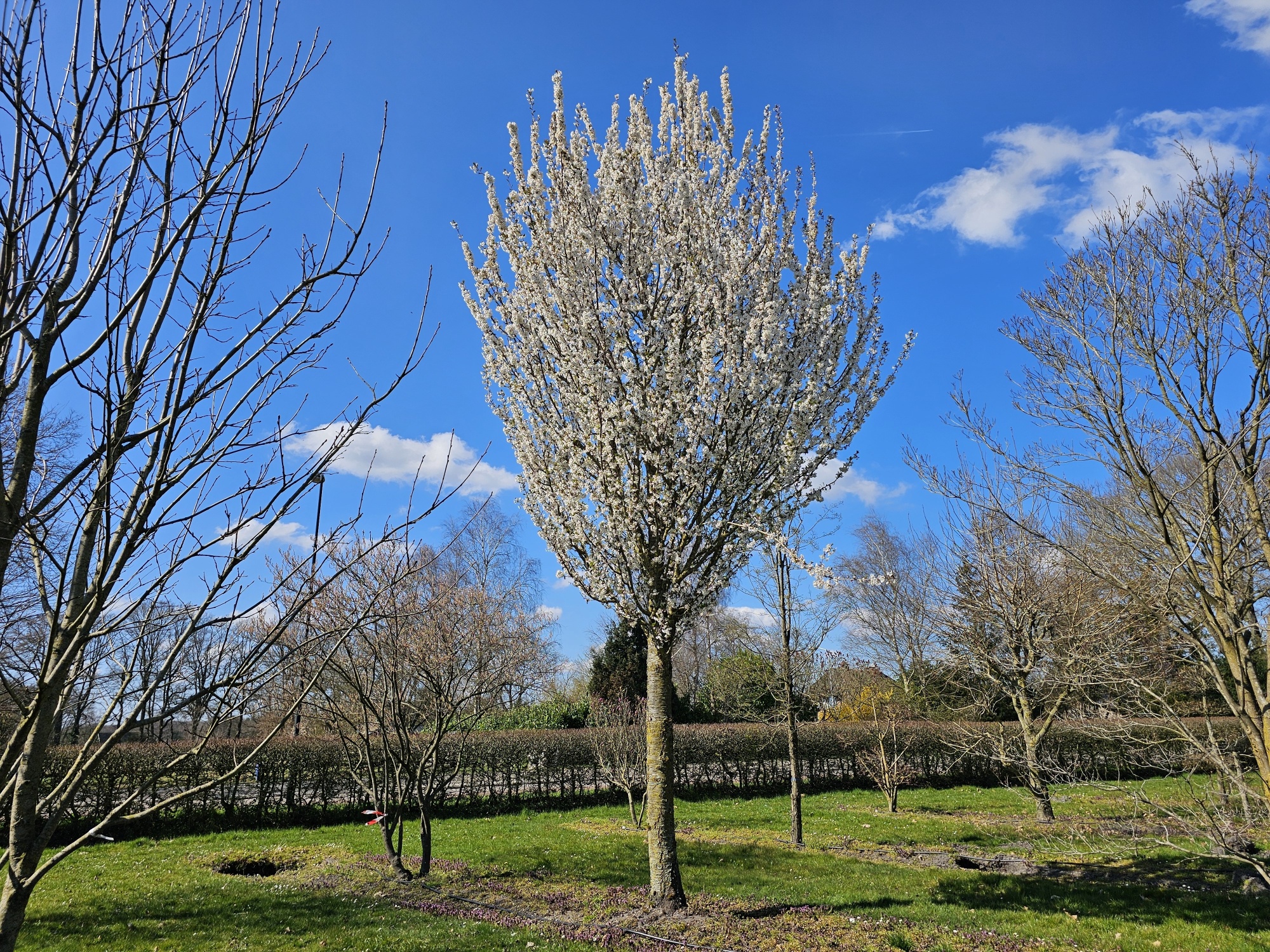Chinese Kers, Prunus 'Umineko' kopen