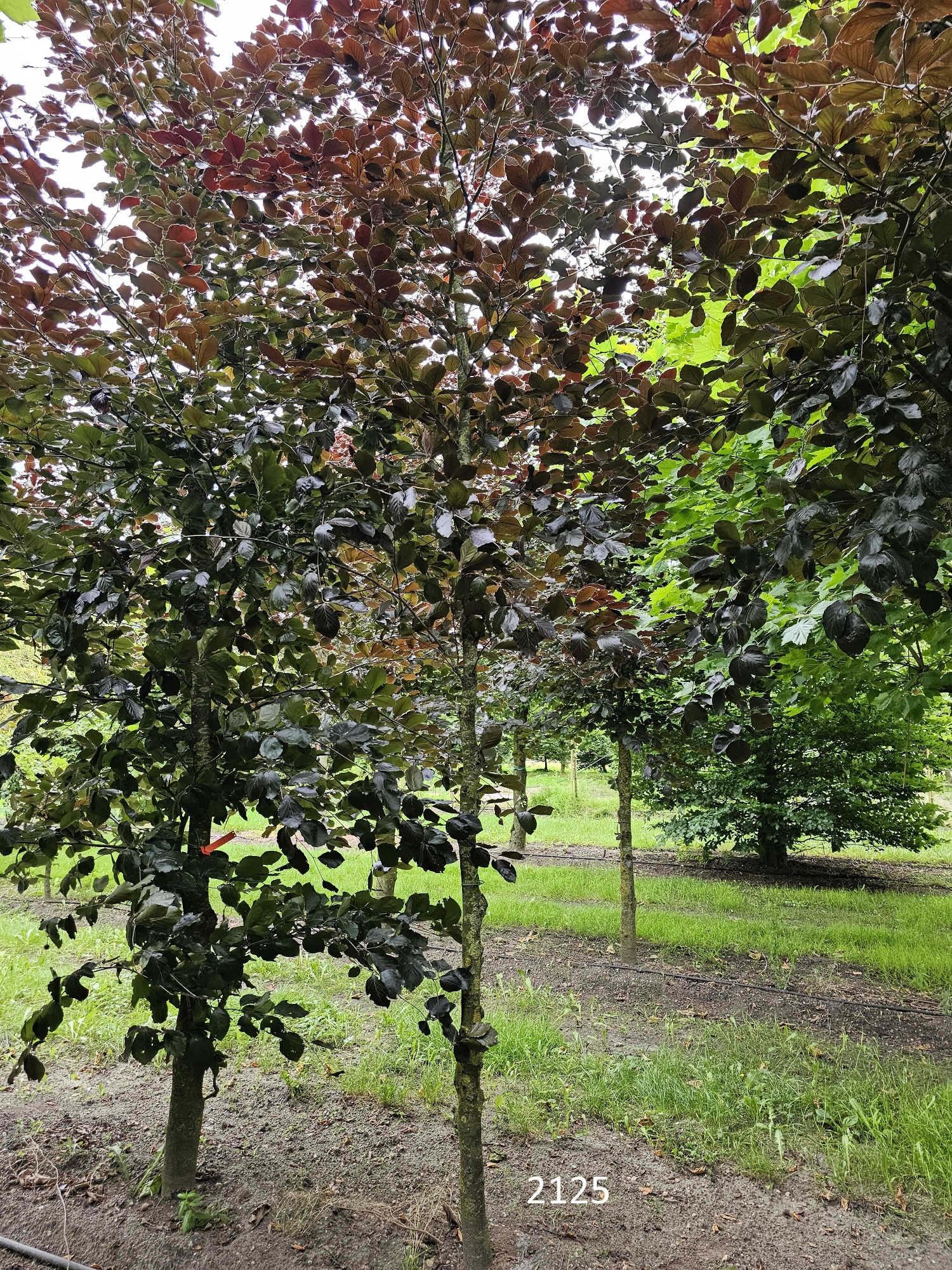 Möchten Sie eine besondere Rotbuche mit extra roten Blättern kaufen ...