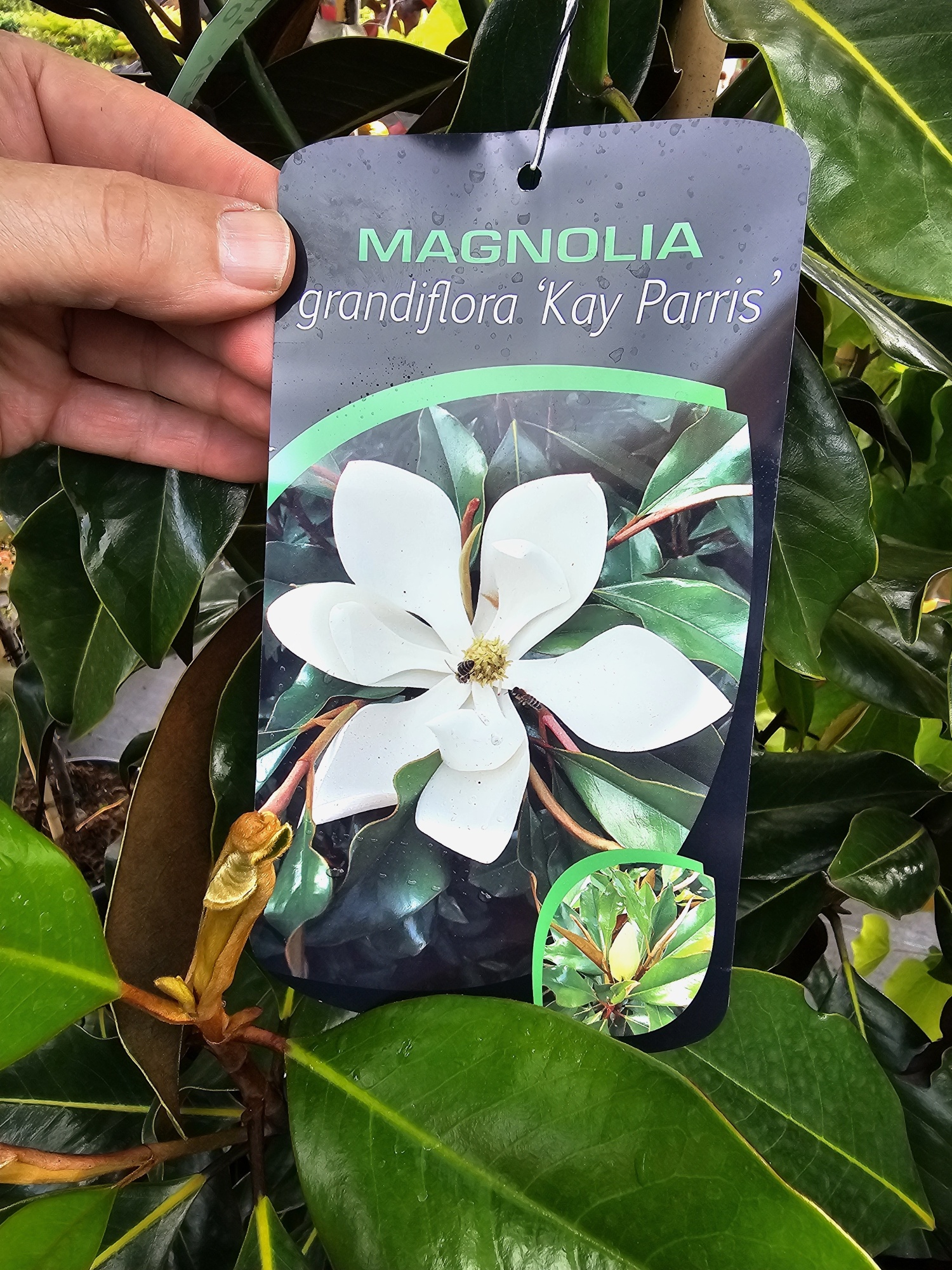 Magnolia Kay Parris, Magnolia grandiflora 'Kay Parris' kopen