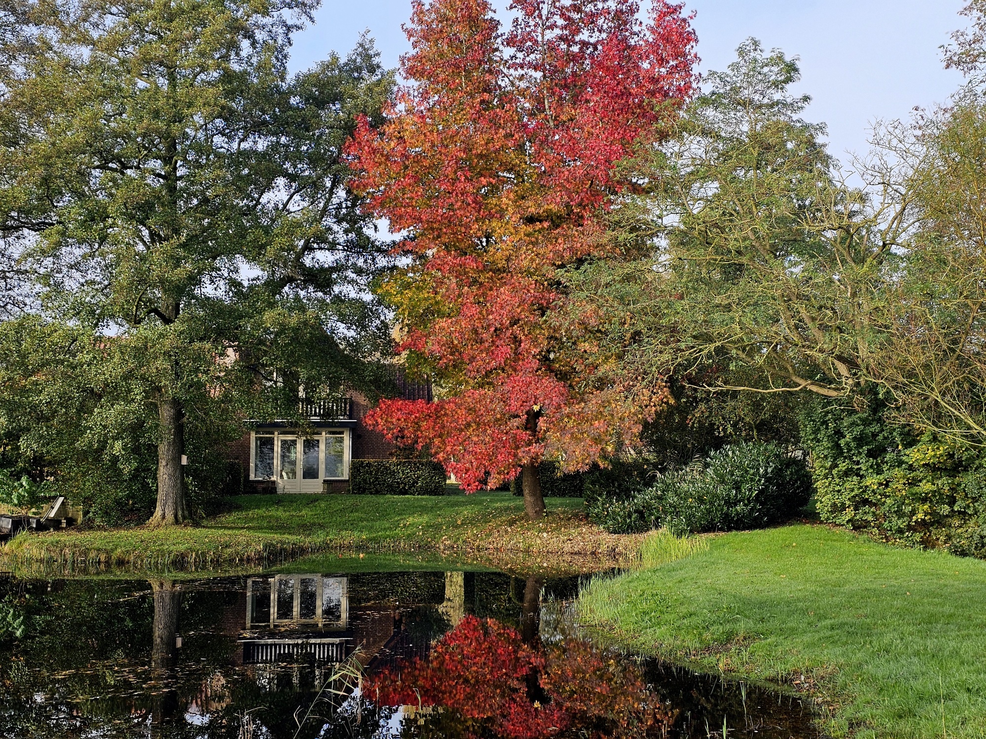 Amberboom, Liquidambar styraciflua kopen