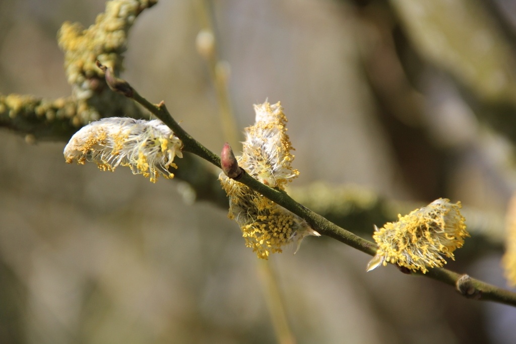 Oude knotwilg als ecoboom