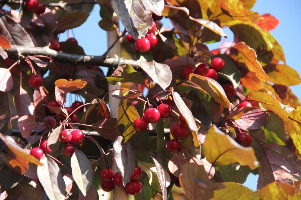 Sierappel 'Veitch's Scarlet', Malus 'Veitch's Scarlet' kopen
