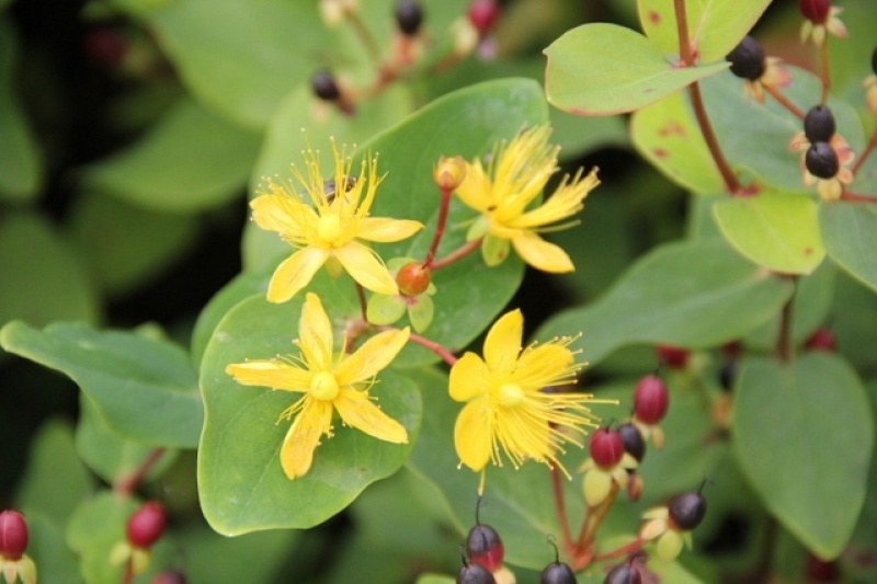 Hertshooi 'Rheingold', Hypericum x inodorum 'Rheingold' kopen