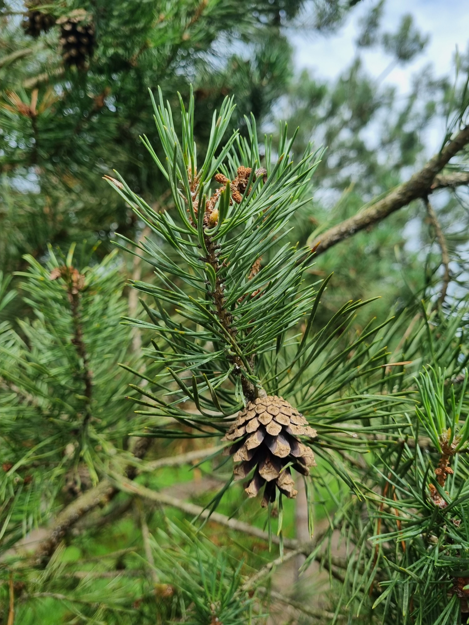 Een grote Pinus sylvestris (Grove Den) kopen?