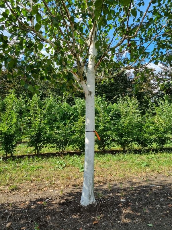 Himalayaberk, Betula utilis 'Doorenbos' kopen