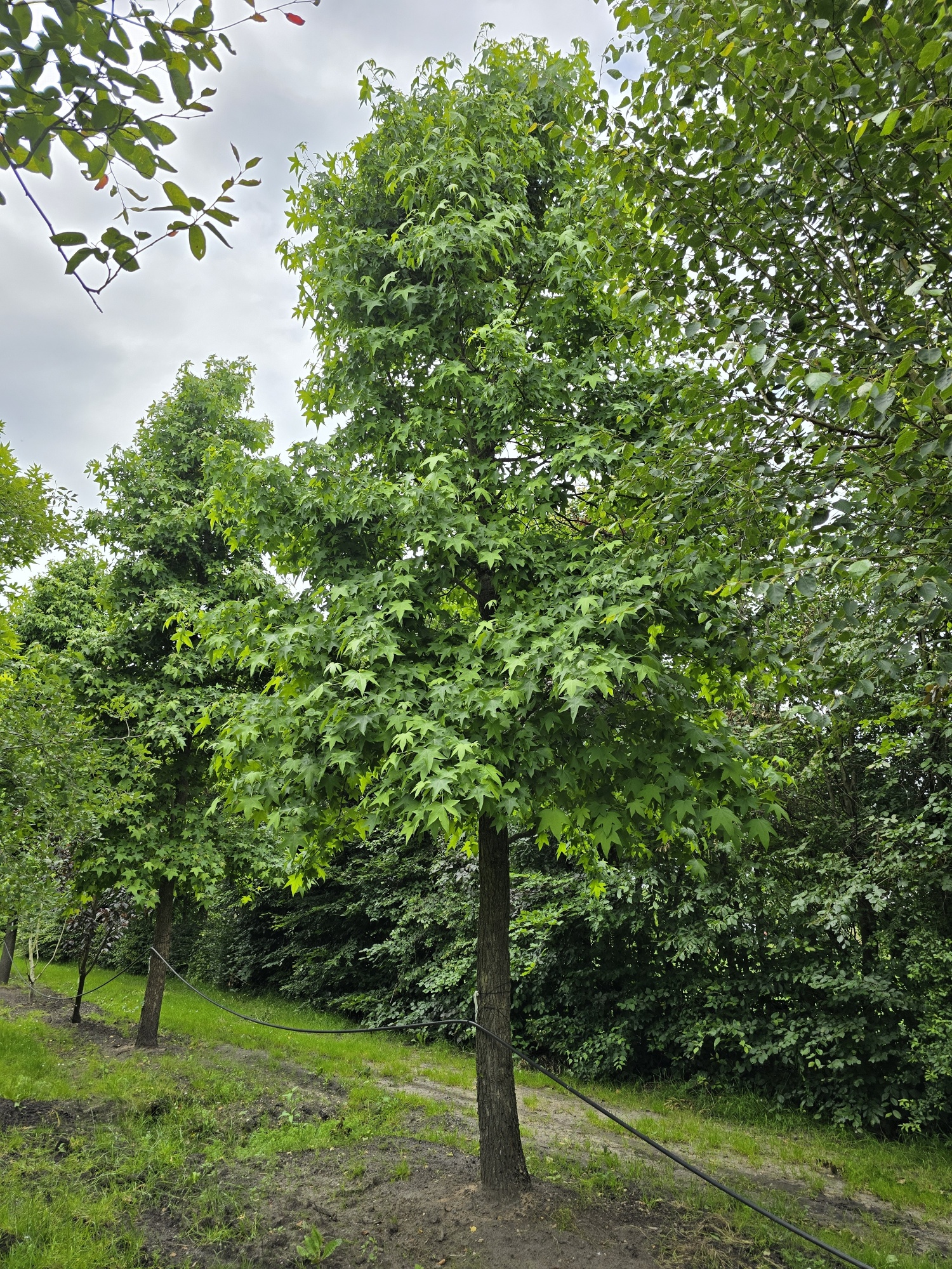 Amberboom, Liquidambar styraciflua kopen