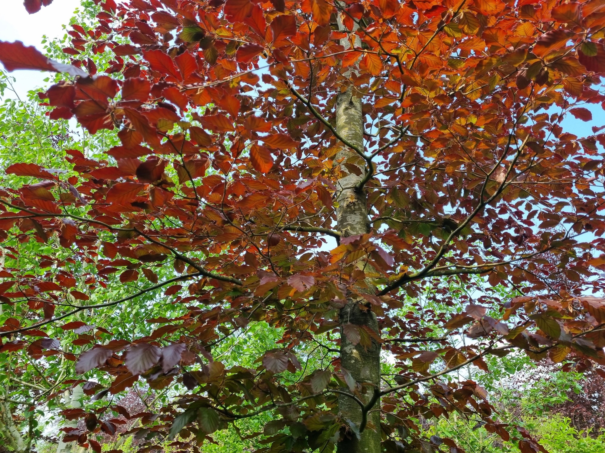 Zoekt u een grote rode beuk? Nr 985 is nog beschikbaar.