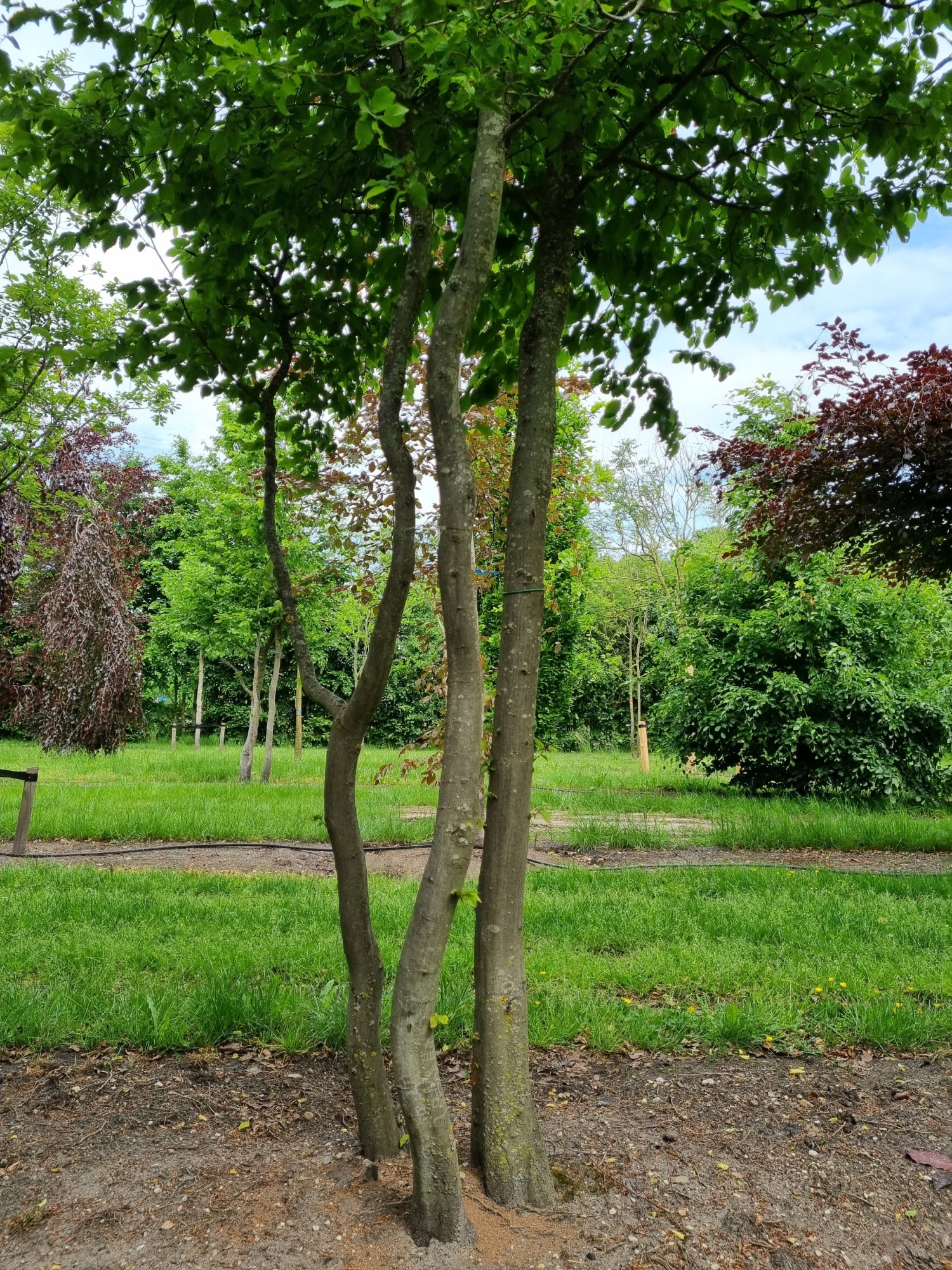 De carpinus als bijzondere meerstammige boom!