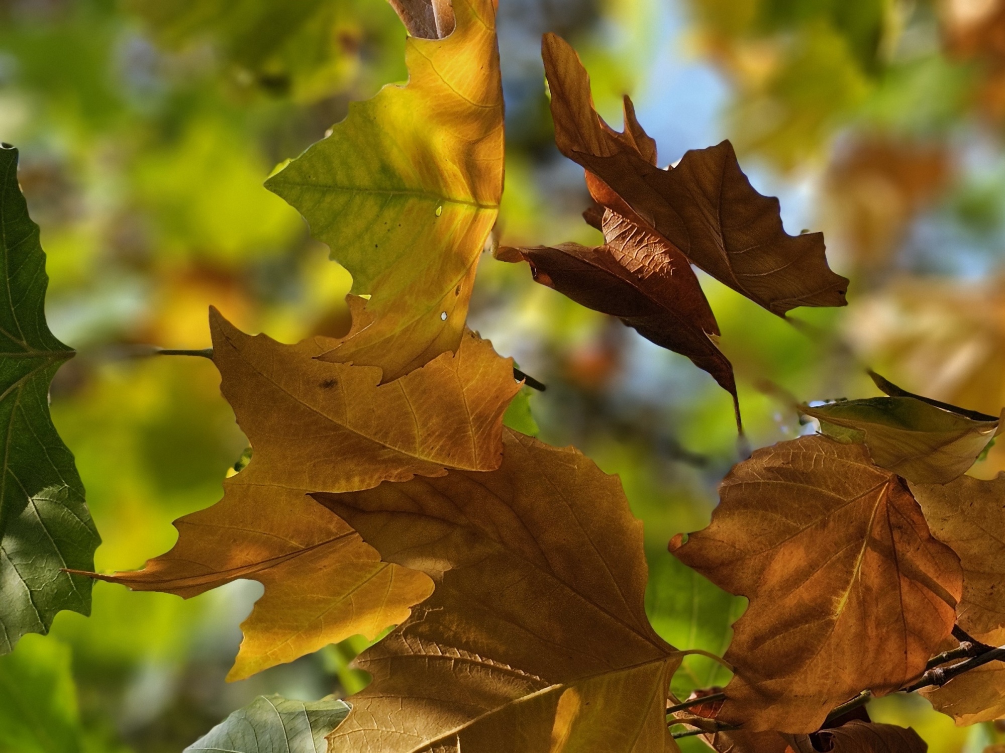Plataan, Platanus x hispanica / Platanus acerifolia kopen