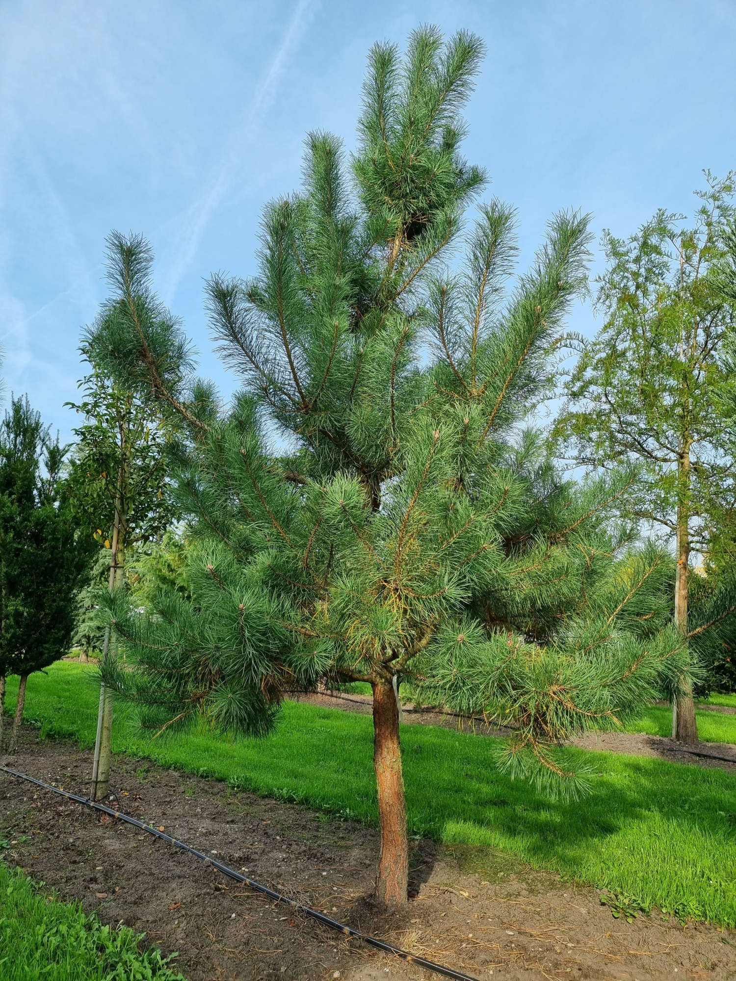 Grove Den, Pinus sylvestris kopen