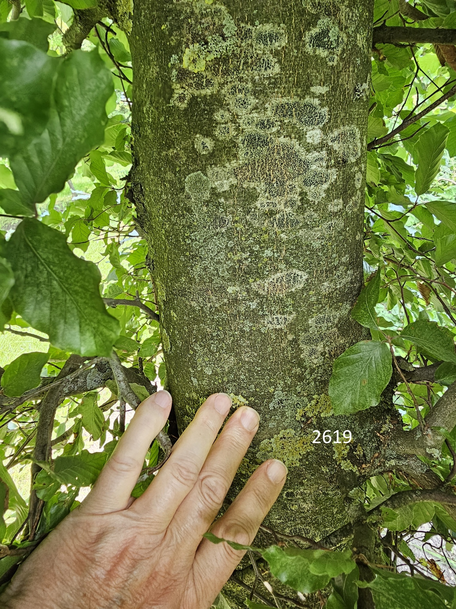 Fagus sylvatica is een prachtige solitaire inheemse boom