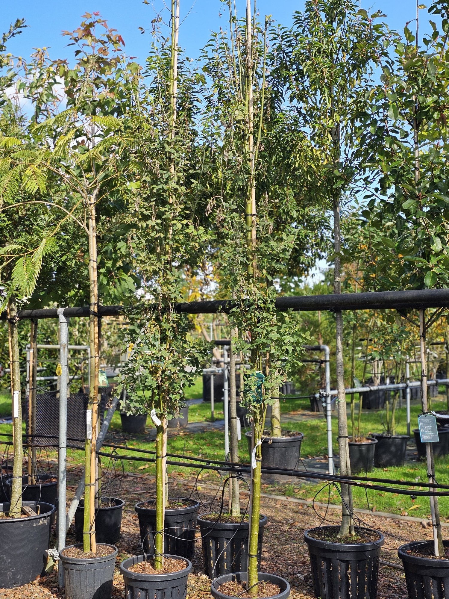 Goudenregen 'Yellow Rocket', Laburnum anagyroides 'Yellow Rocket' kopen