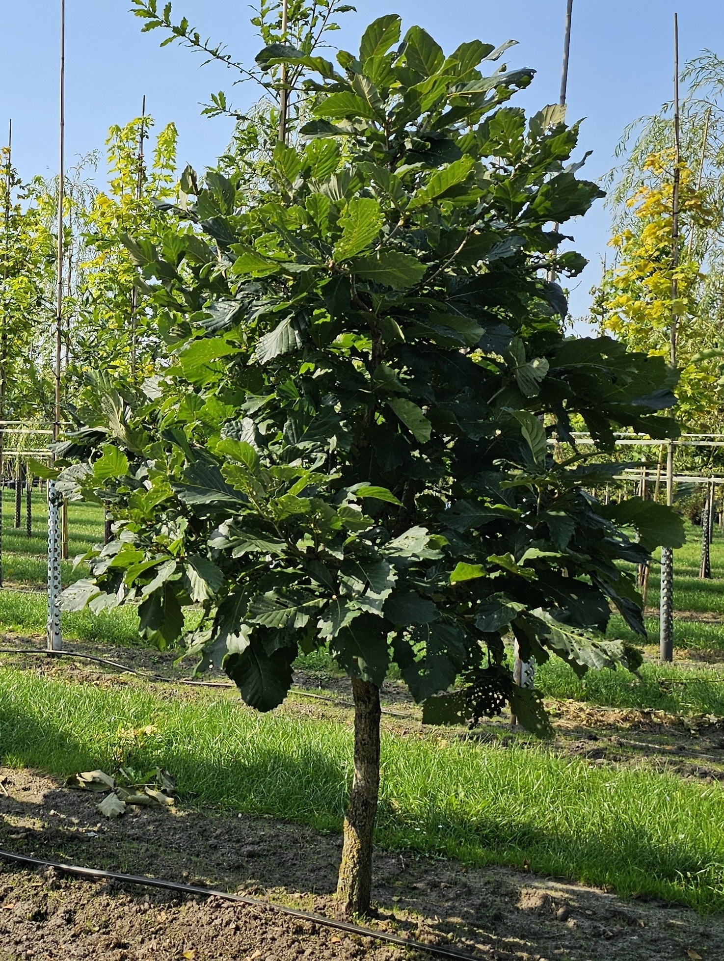 Pontische eik, Quercus pontica kopen