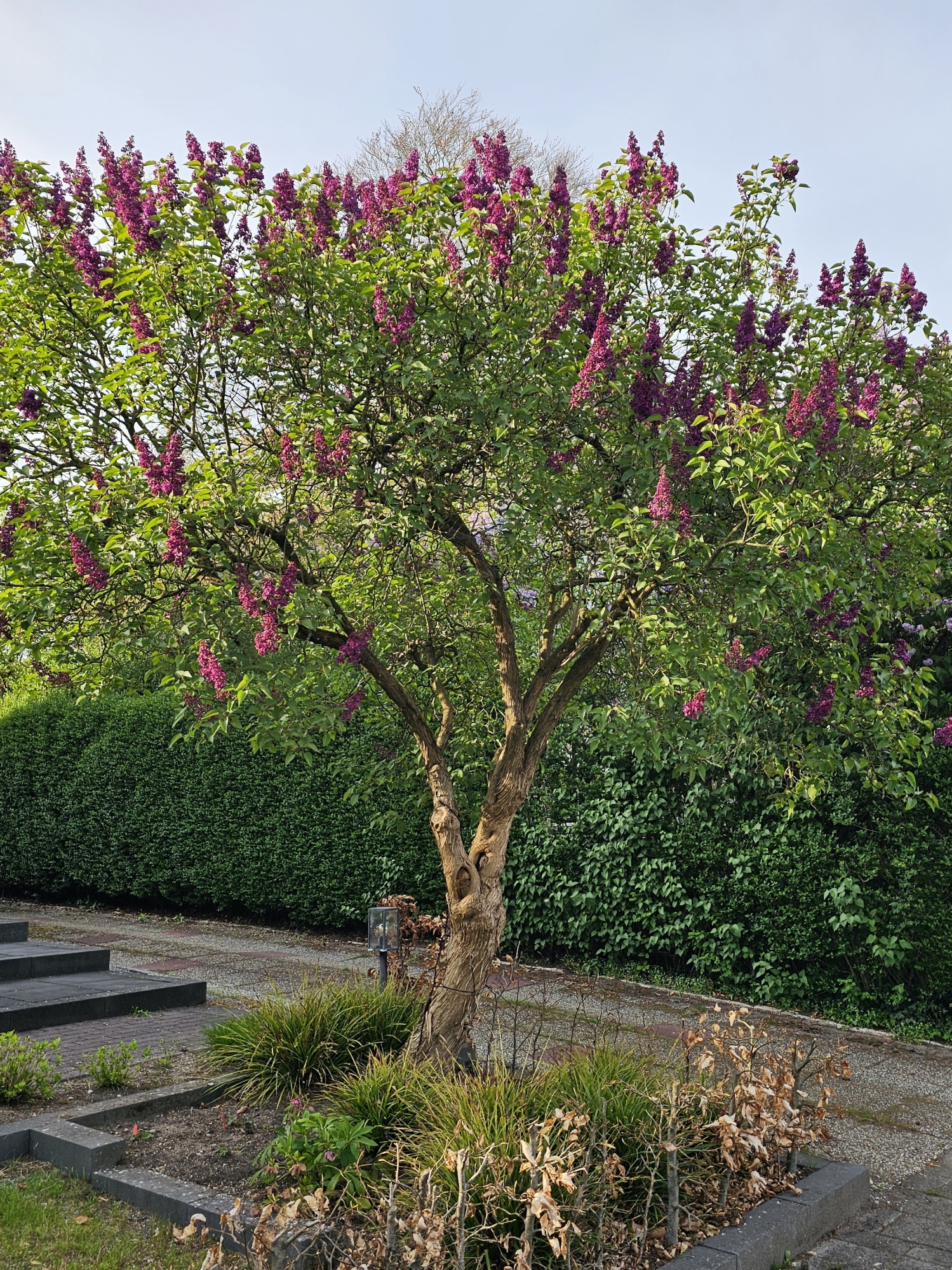 Sering 'Charles Joly', Syringa vulgaris 'Charles Joly' kopen