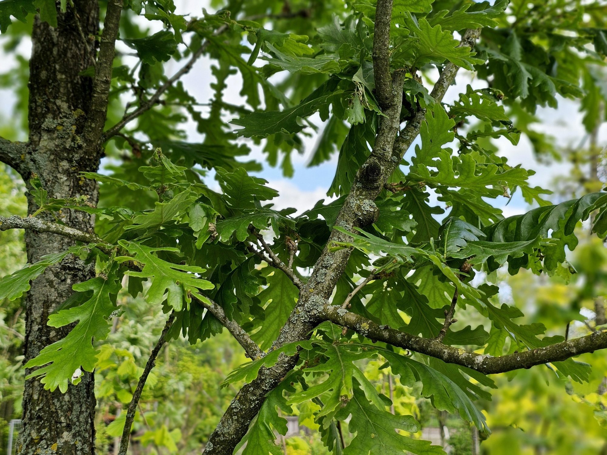 Hongaarse eik, Quercus frainetto kopen