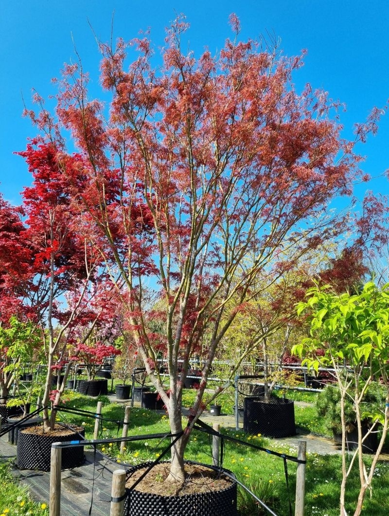 Japanse Esdoorn 'Linearilobum', Acer palmatum 'Linearilobum' kopen