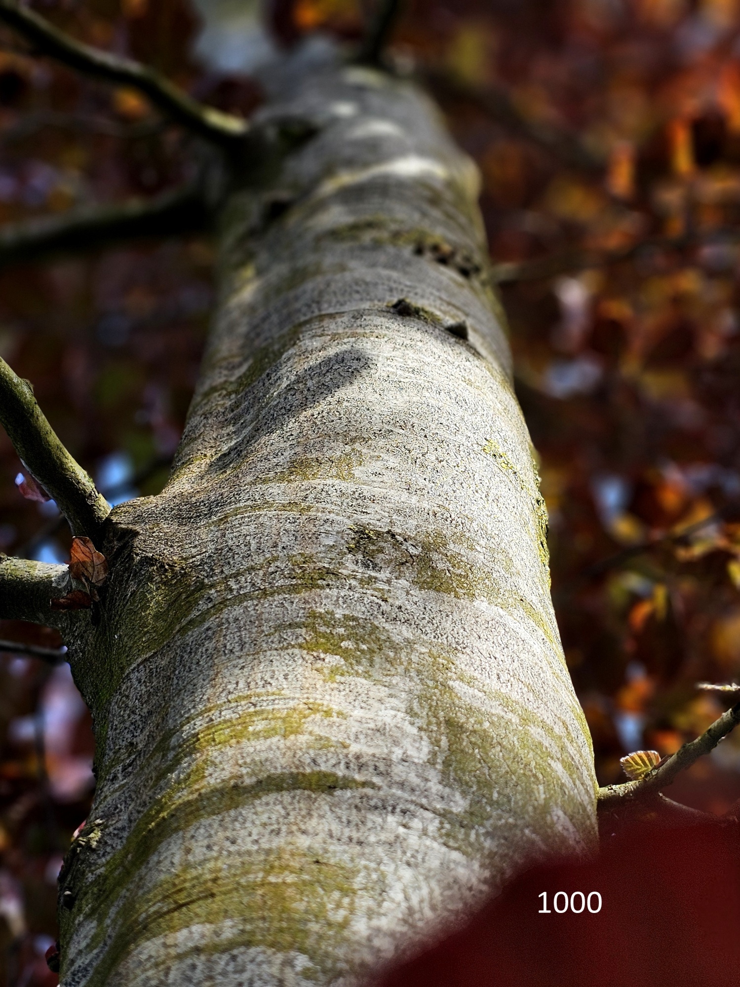 Zoekt u een grote rode beuk? Nr 1000 is al een hele hoge boom.