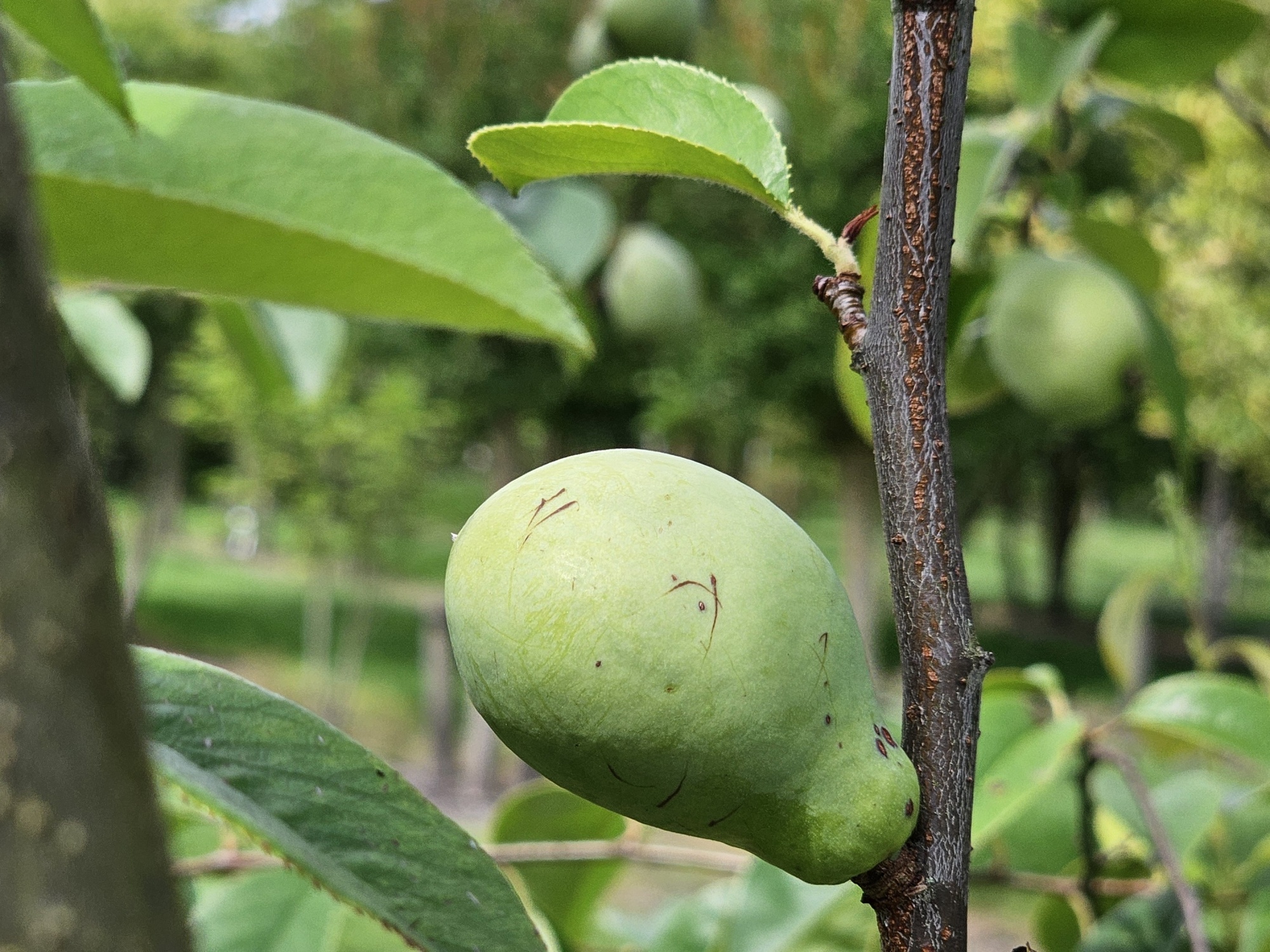 Pseudocydonia sinensis als grote meerstammige boom
