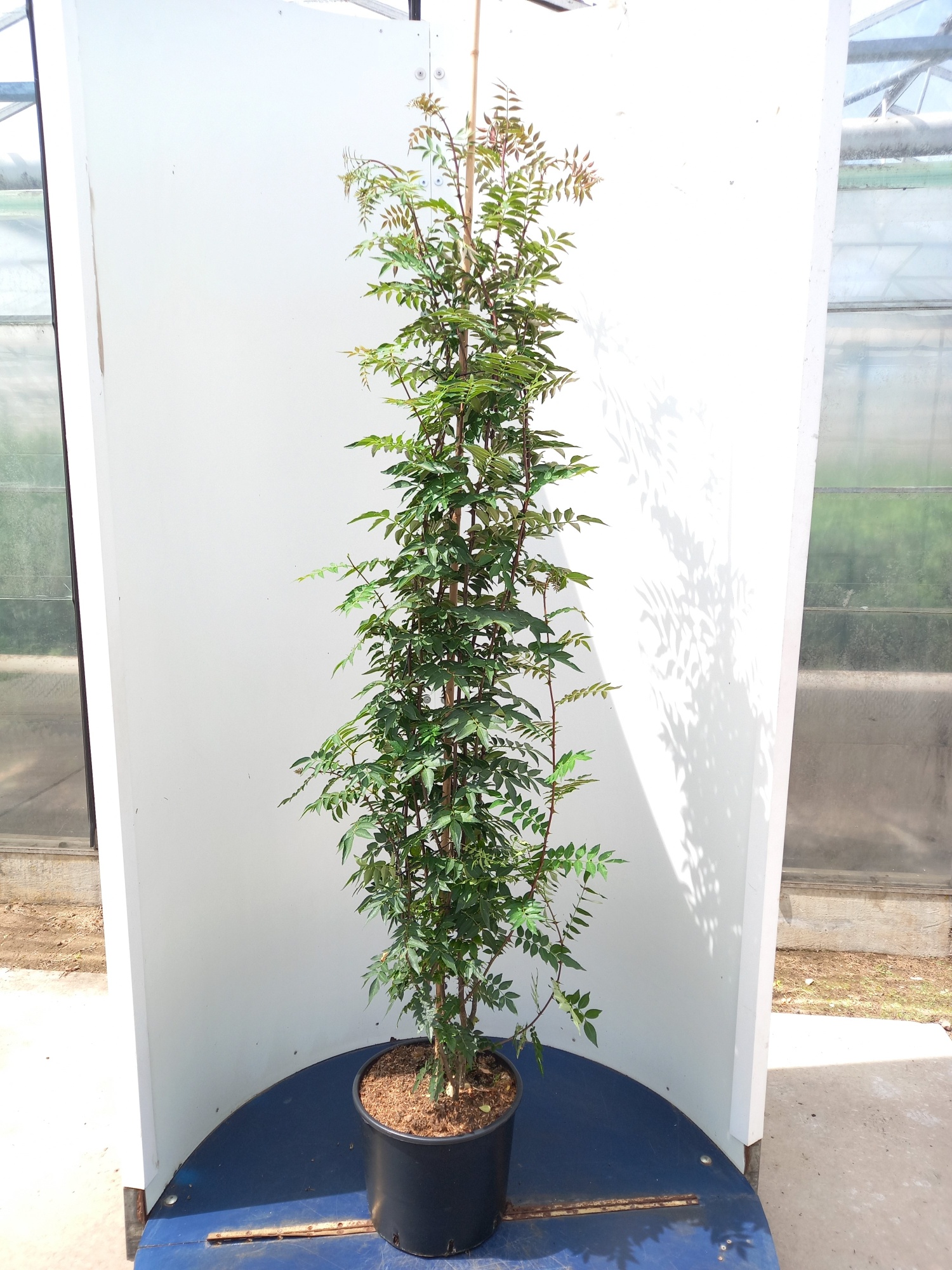 Peperboom, Zanthoxylum americanum kopen