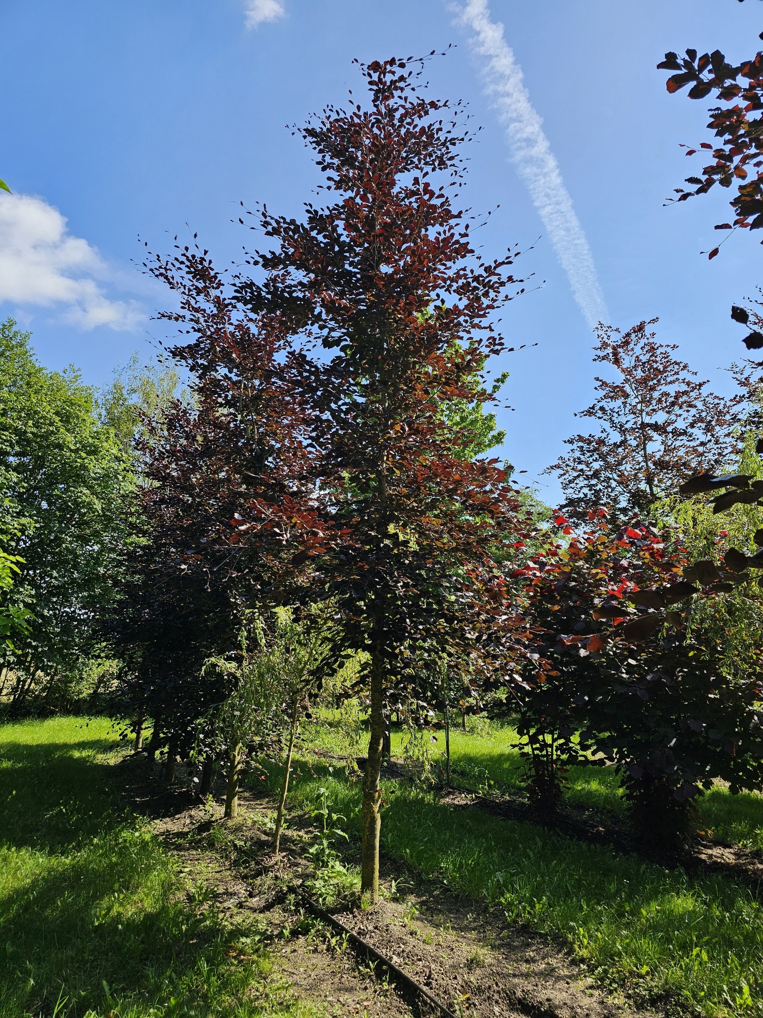 Een bijzondere veredelde rode beuk met prachtig rood blad kopen?