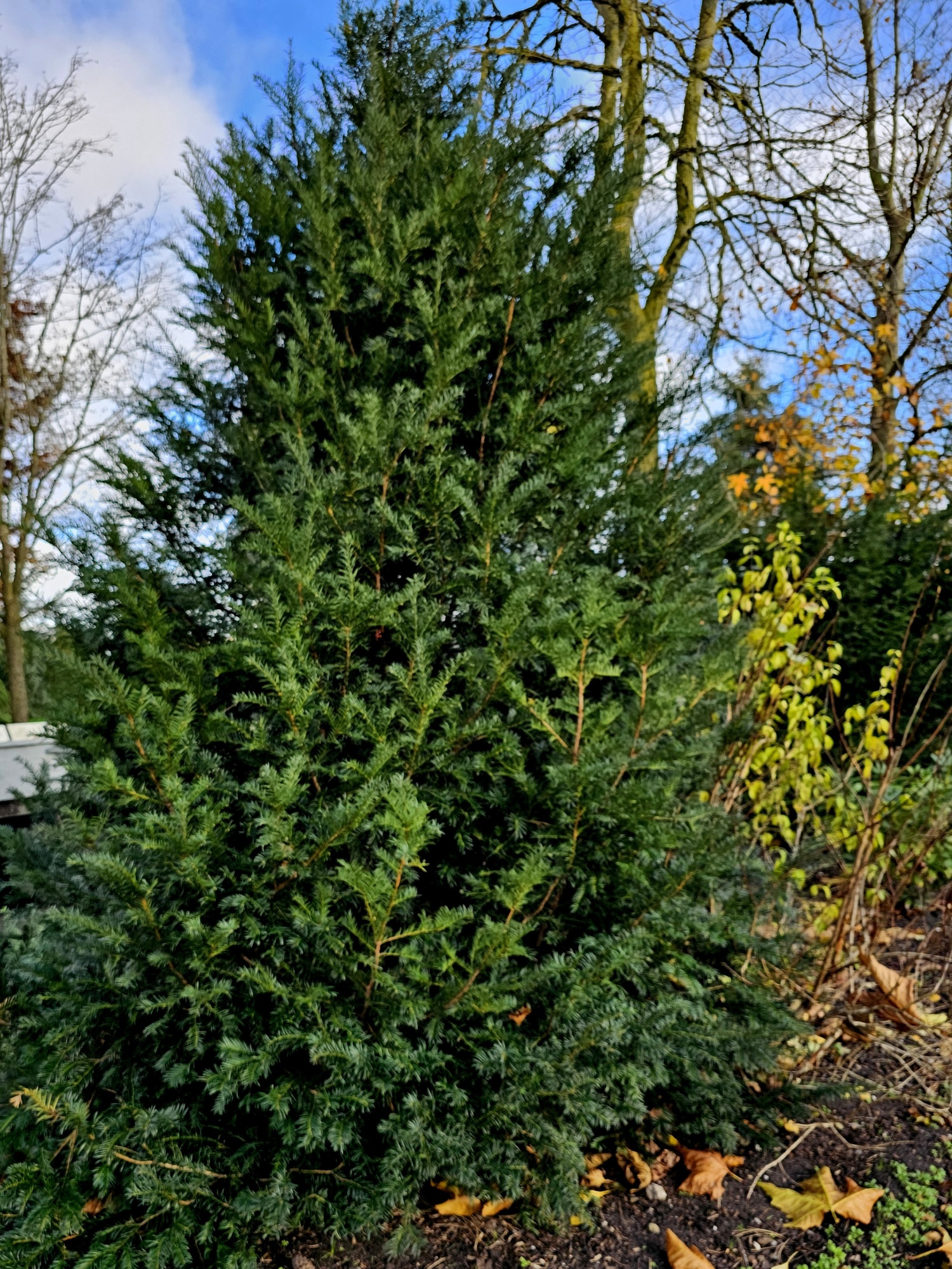 Venijnboom, Taxus baccata kopen