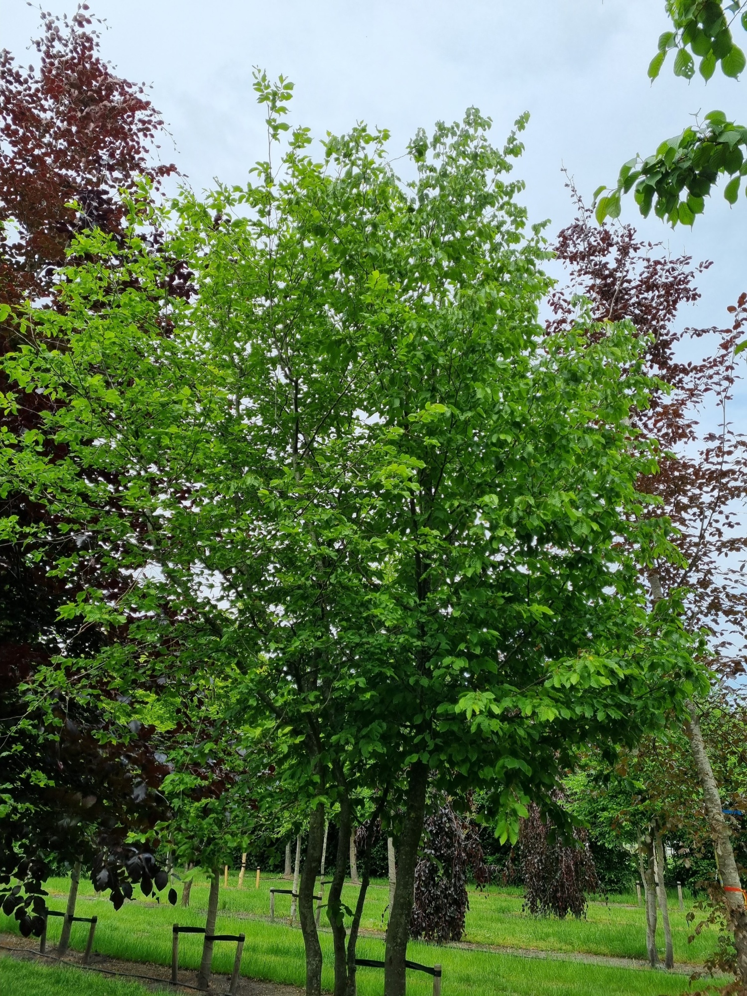 De carpinus als bijzondere meerstammige boom!